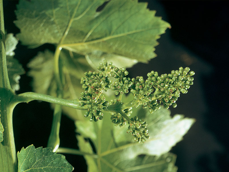 STADES PHÉNOLOGIQUES DE LA VIGNE | VIGNERONS DES RICEYS